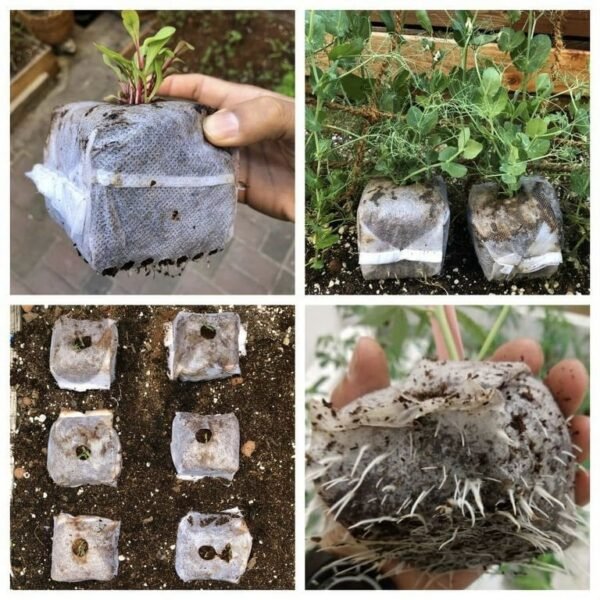 Coco Propagation Cubes Applications - Sunshine Organics